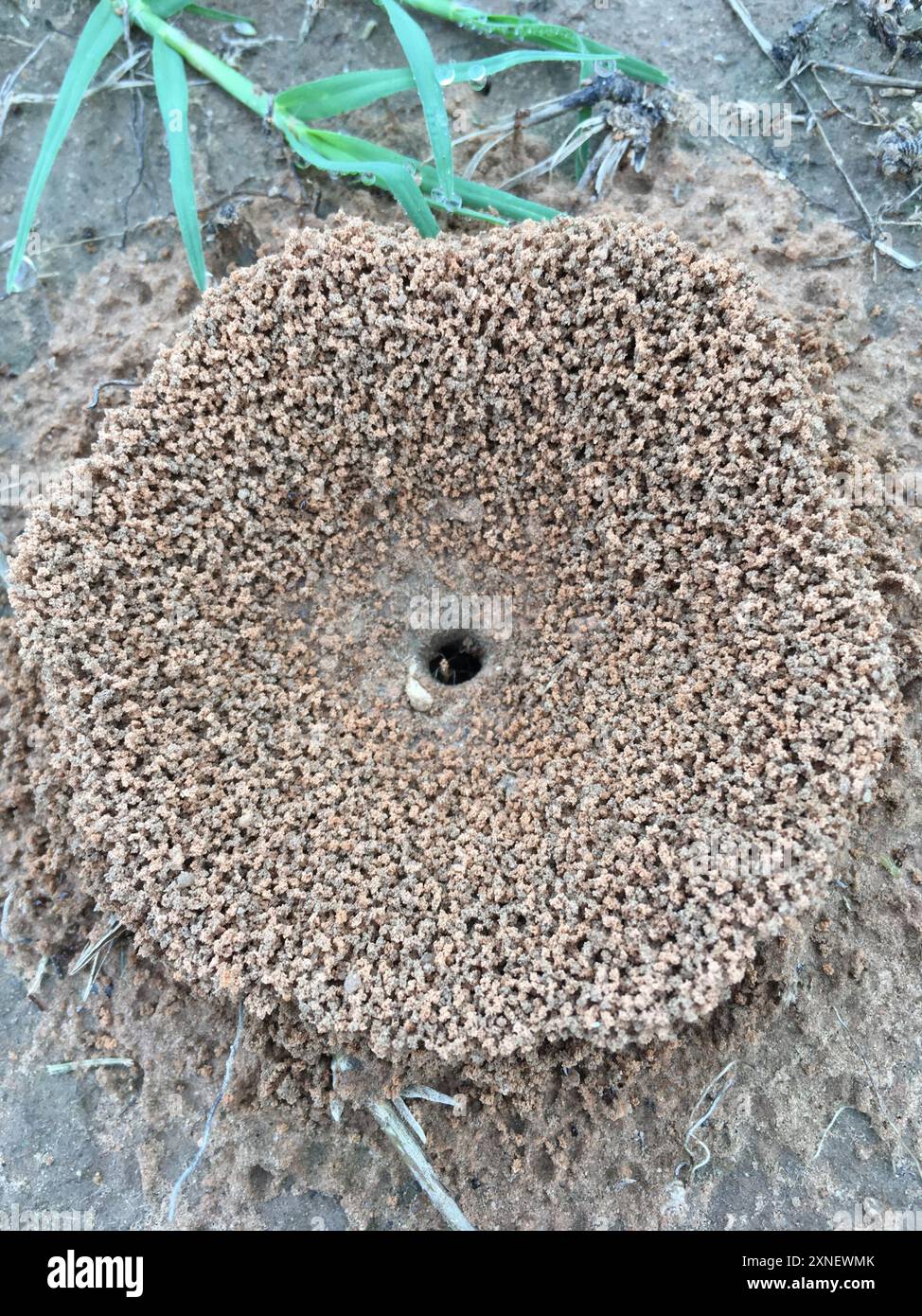 Pyramid Ants (Dorymyrmex) Insecta Stock Photo - Alamy