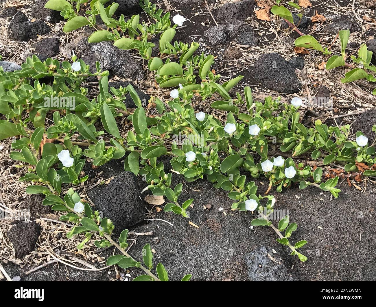 pa‘uohi‘iaka (Jacquemontia sandwicensis) Plantae Stock Photo - Alamy