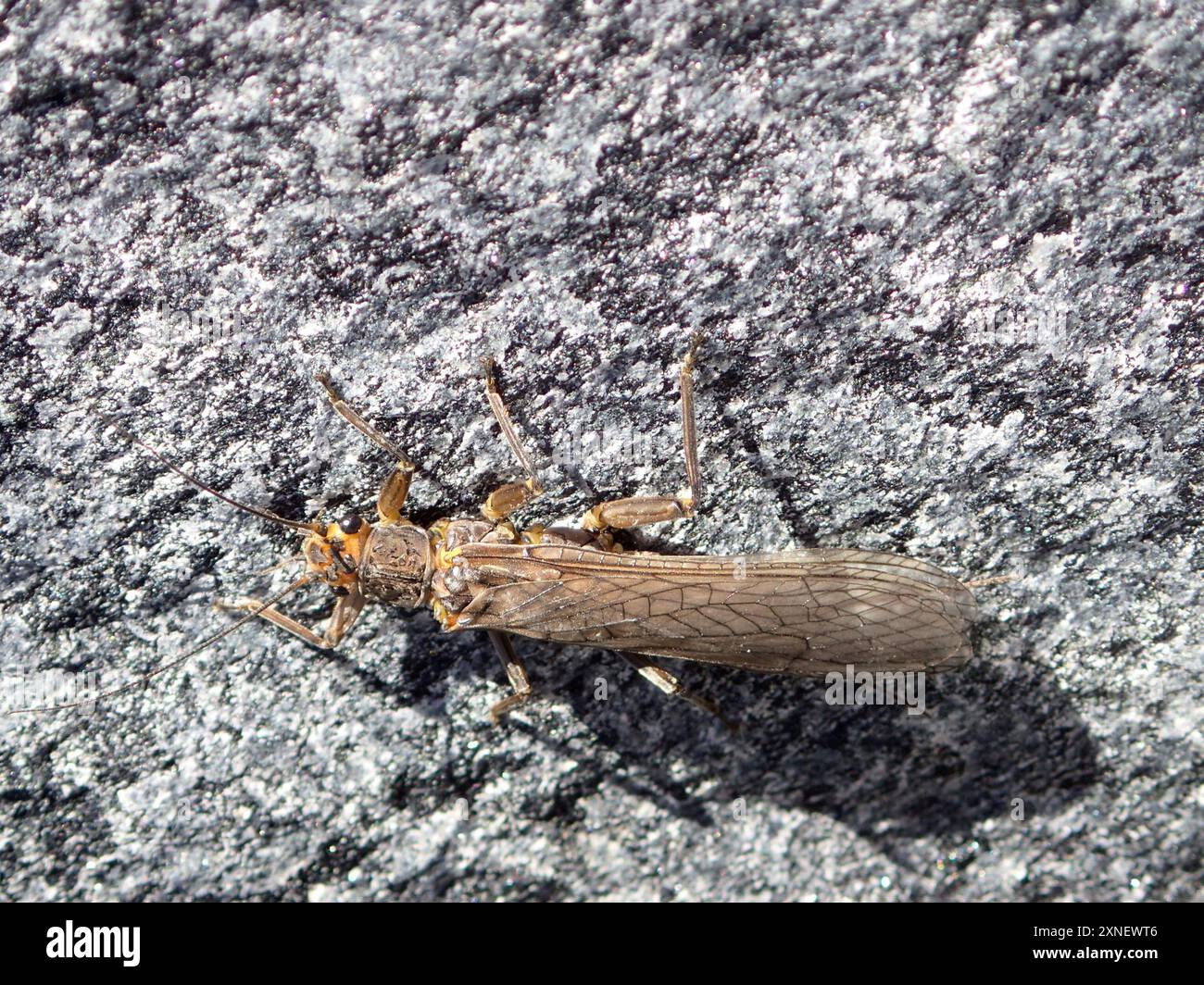 Common Stoneflies (Perlidae) Insecta Stock Photo - Alamy