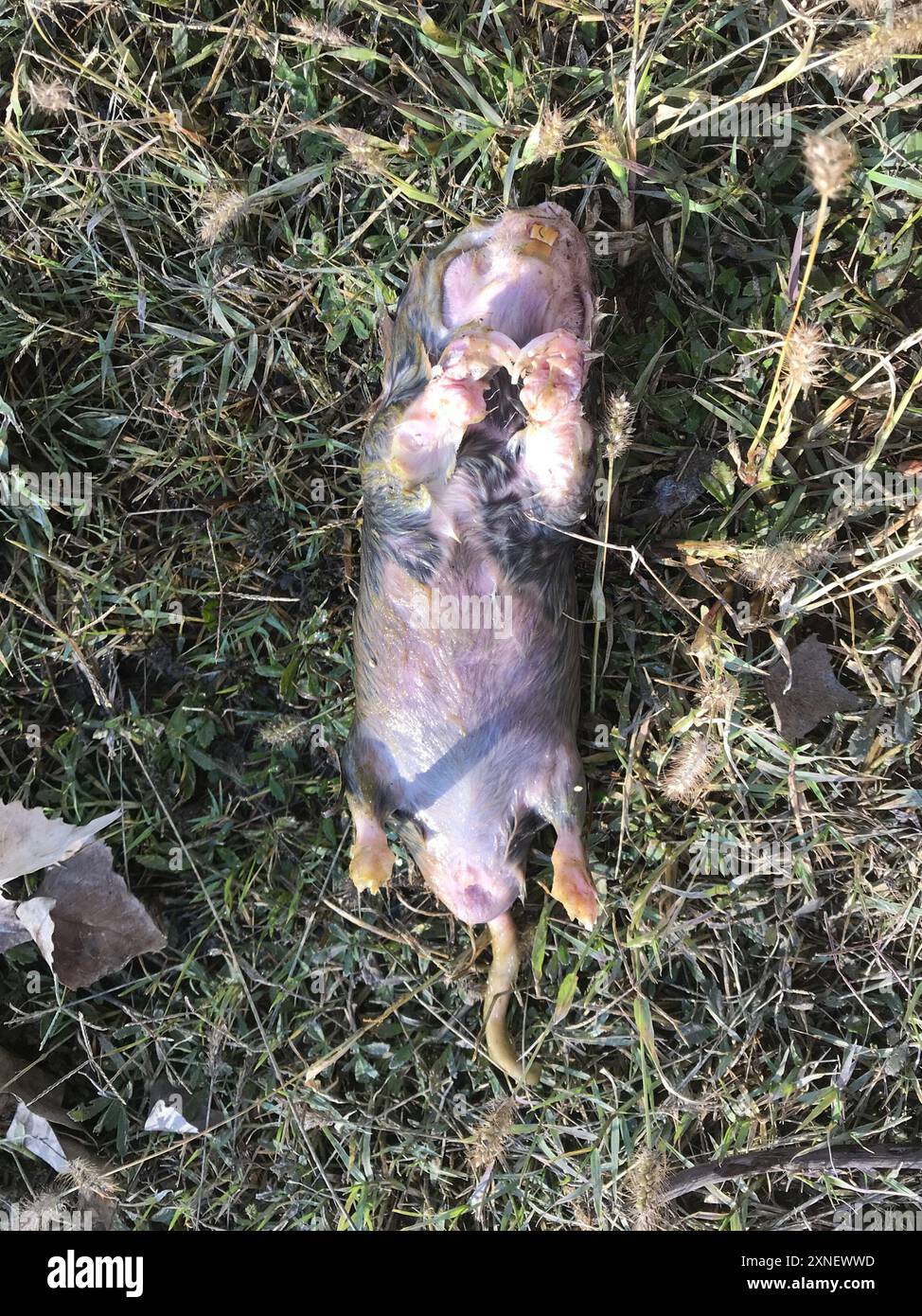 Pocket Gophers (Geomyidae) Mammalia Stock Photo - Alamy