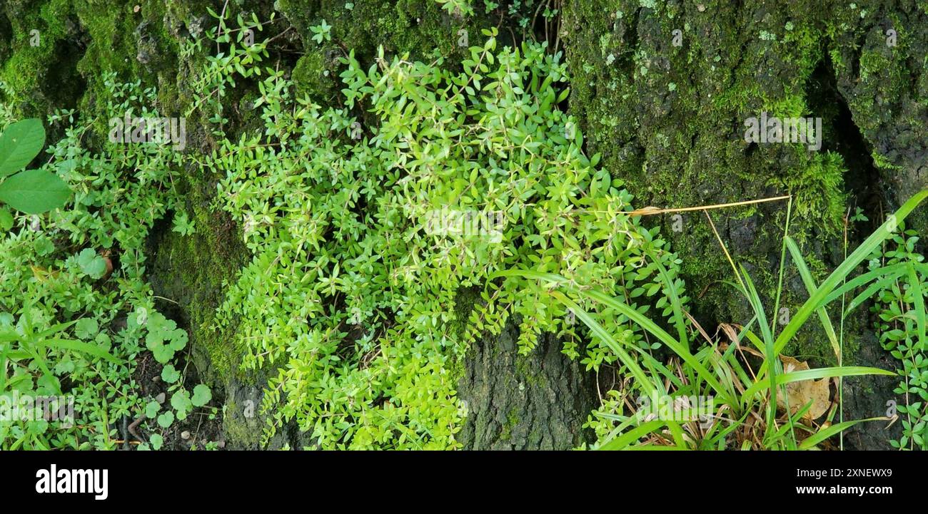 Stringy Stonecrop (Sedum sarmentosum) Plantae Stock Photo - Alamy