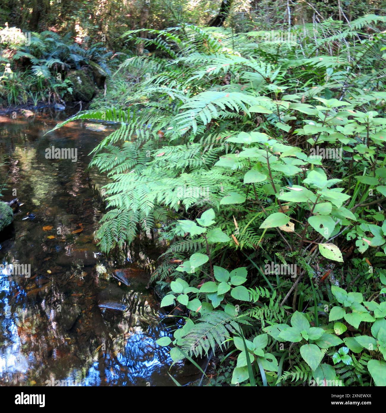 pink fly bush (Plectranthus fruticosus) Plantae Stock Photo - Alamy