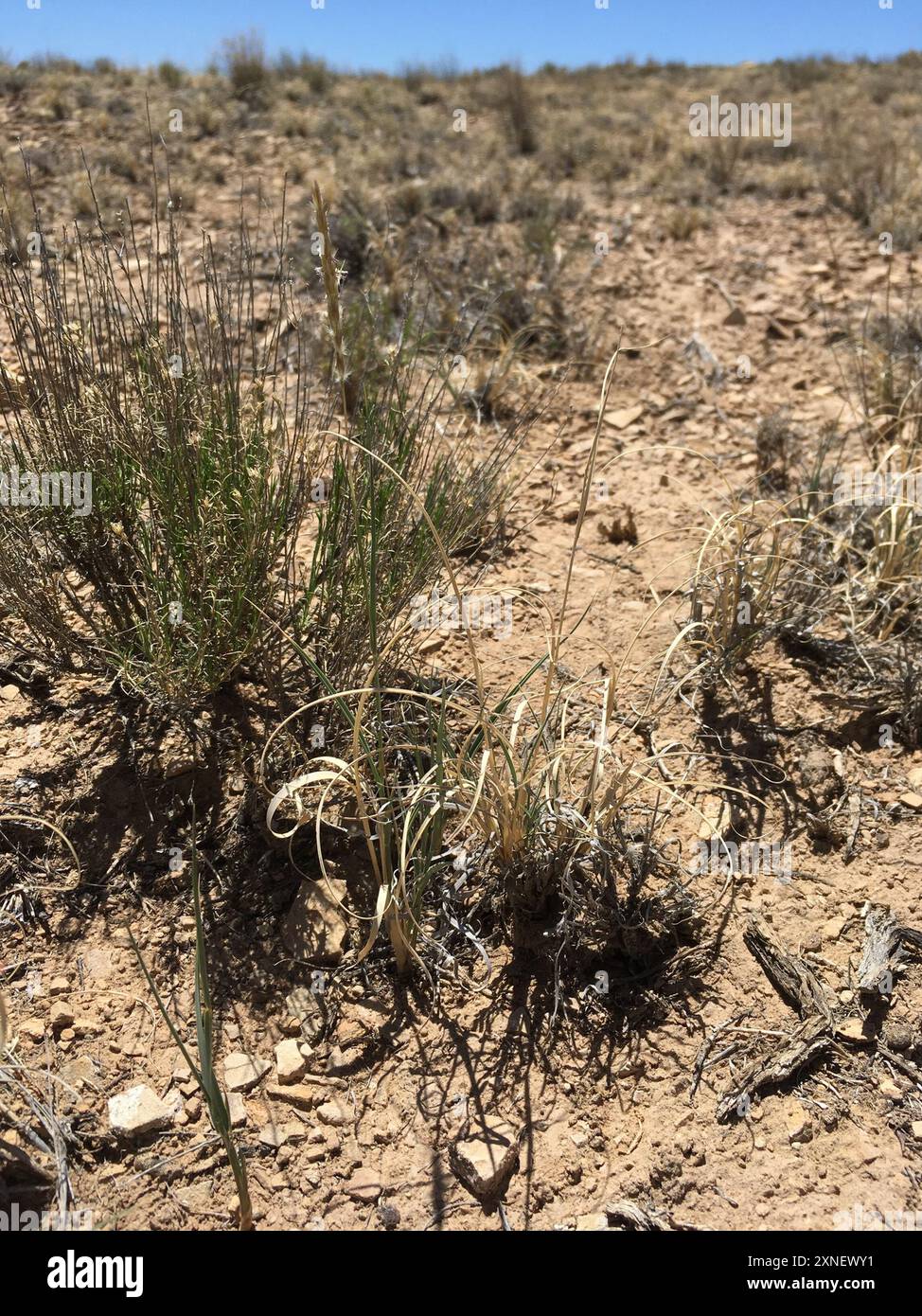 James' Galleta (Hilaria jamesii) Plantae Stock Photo - Alamy