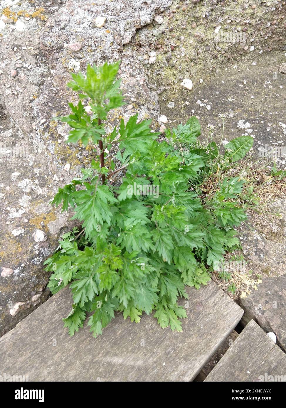 common mugwort (Artemisia vulgaris) Plantae Stock Photo - Alamy