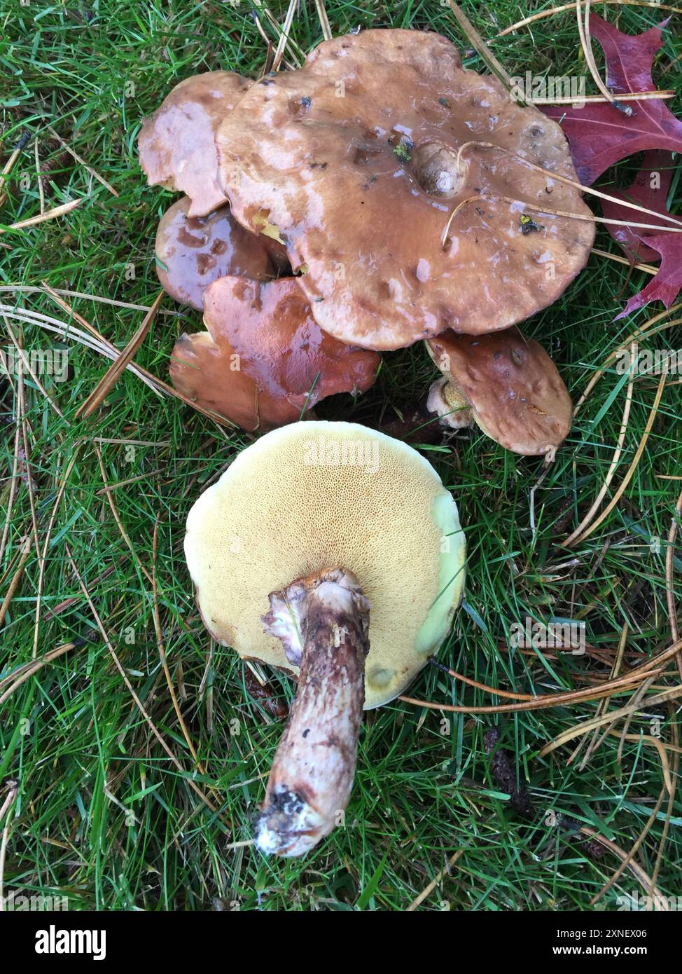 Purple-veiled Slippery Jack (Suillus luteus) Fungi Stock Photo - Alamy