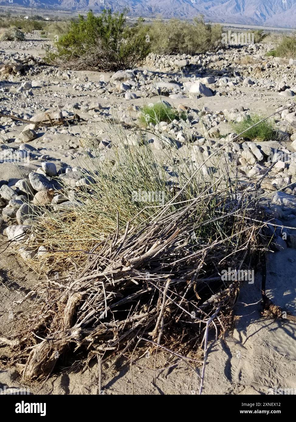 Asclepias subulata hi-res stock photography and images - Alamy