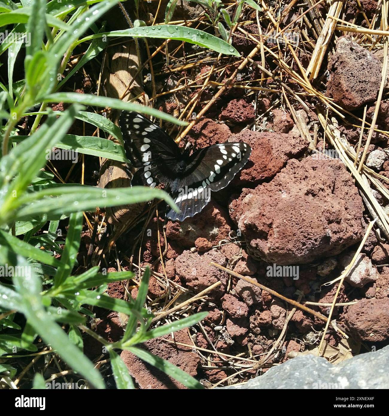 Weidemeyer's Admiral (Limenitis weidemeyerii) Insecta Stock Photo - Alamy