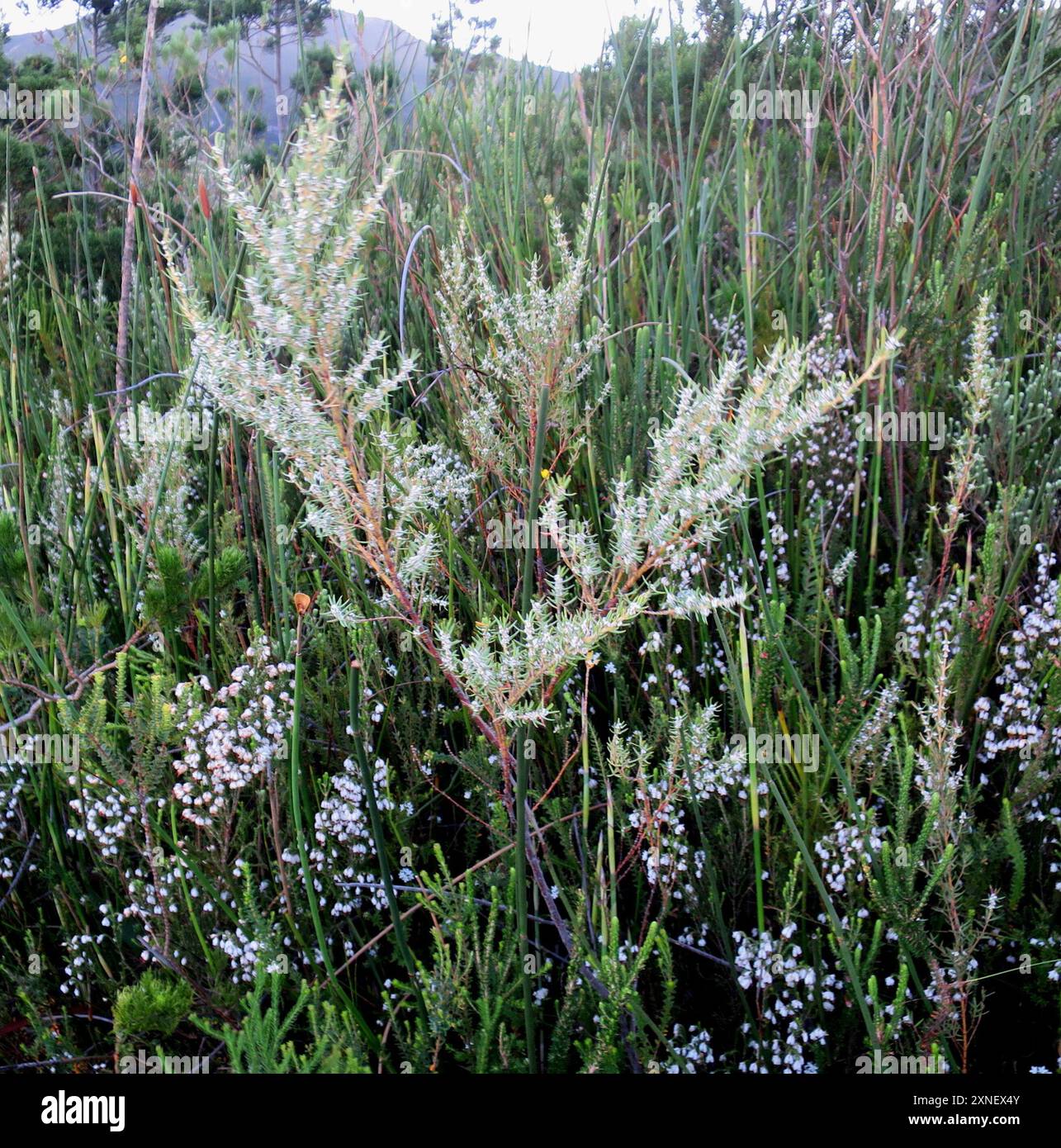 Common Marsh Sillyberry (Grubbia rosmarinifolia rosmarinifolia) Plantae ...