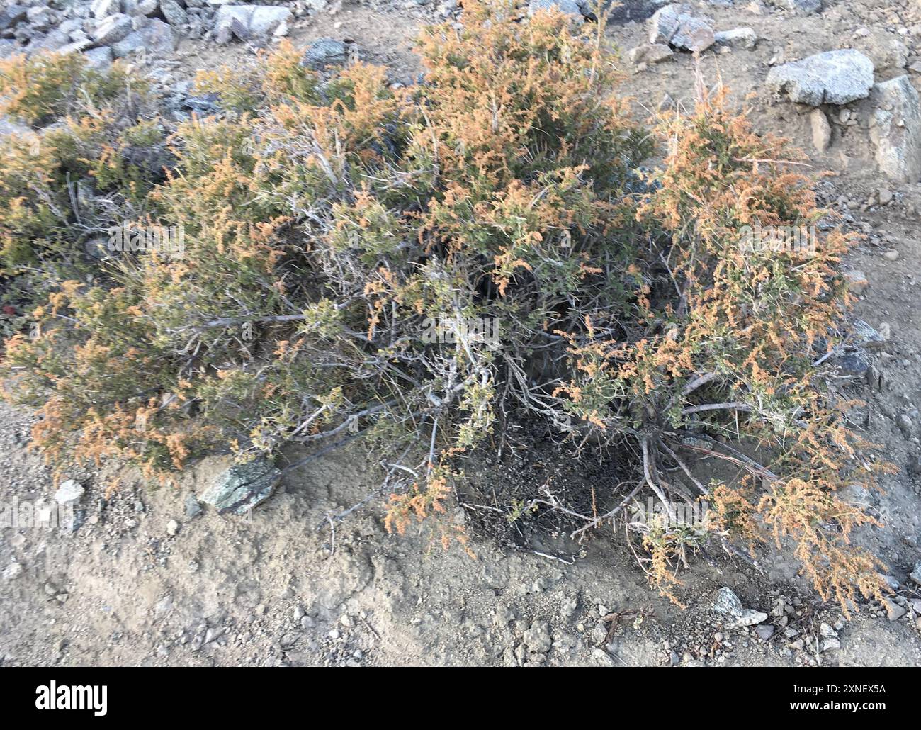 Small-leaf Cream Bush (Holodiscus discolor microphyllus) Plantae Stock ...