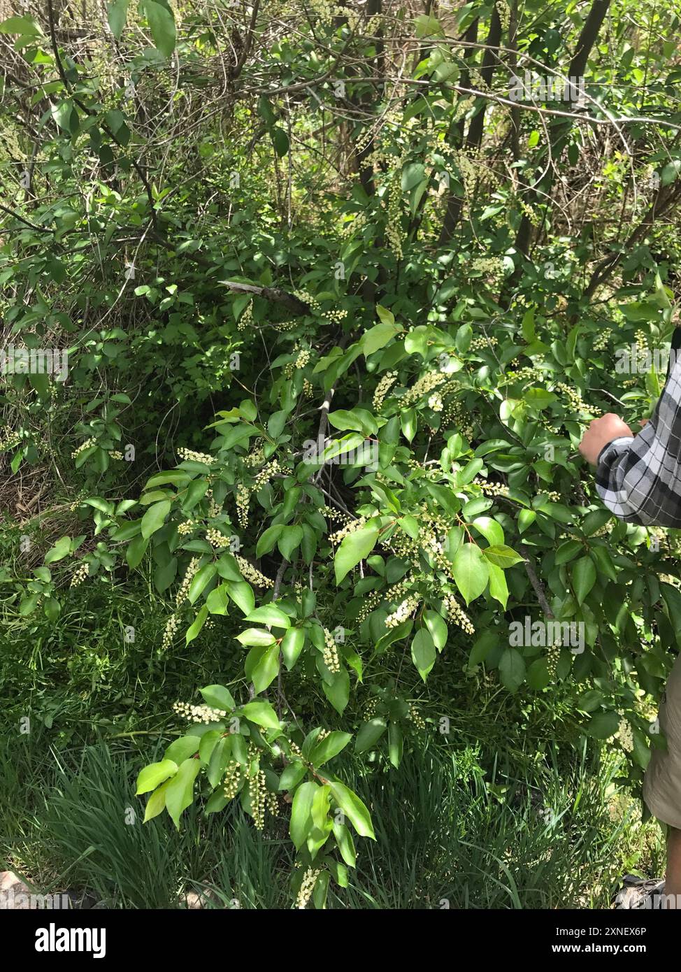 Western Chokecherry (Prunus virginiana demissa) Plantae Stock Photo - Alamy
