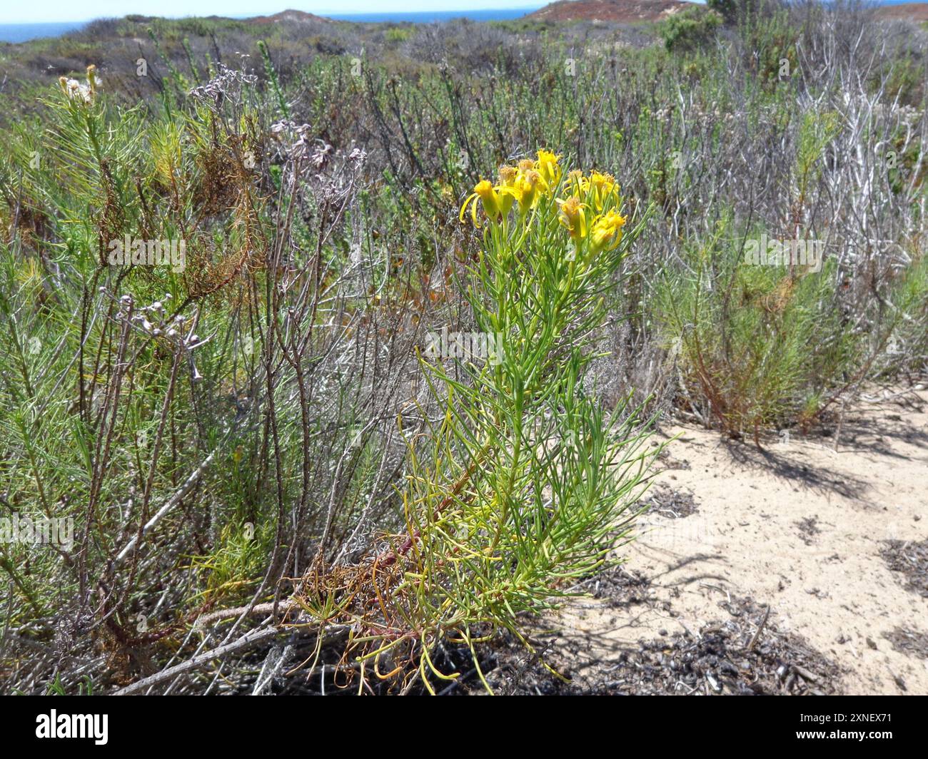 Blochman's ragwort (Senecio blochmaniae) Plantae Stock Photo - Alamy