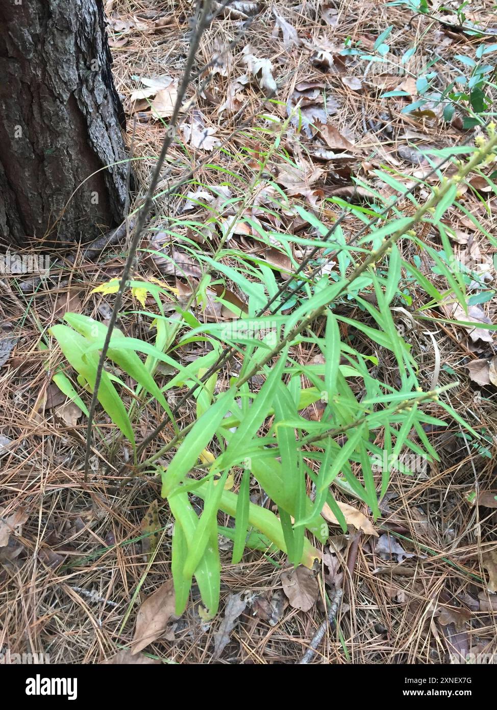 Appalachian blazing star (Liatris squarrulosa) Plantae Stock Photo - Alamy