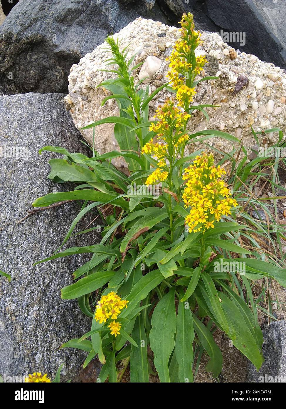 northern seaside goldenrod (Solidago sempervirens) Plantae Stock Photo - Alamy