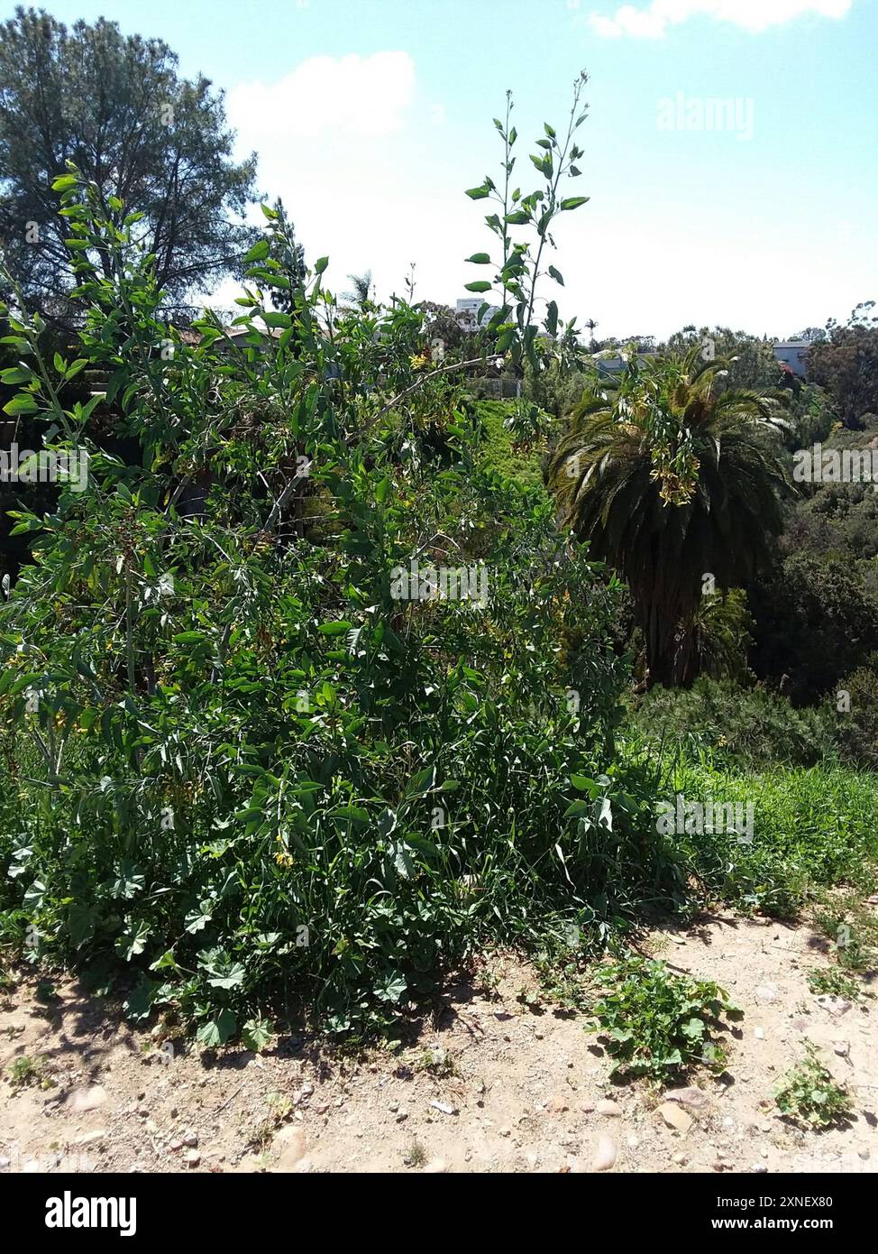 tree tobacco (Nicotiana glauca) Plantae Stock Photo - Alamy