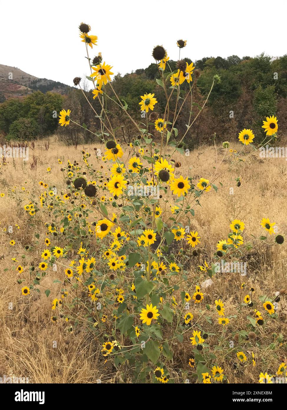 Common Sunflower (Helianthus annuus) Plantae Stock Photo - Alamy