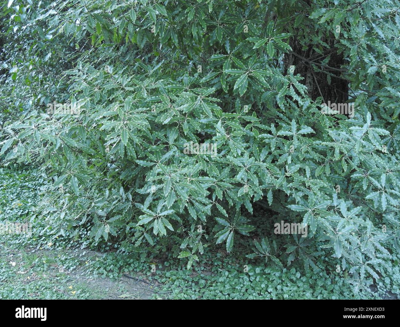 tarata (Pittosporum eugenioides) Plantae Stock Photo - Alamy