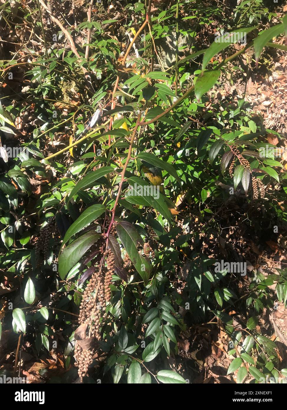 mountain doghobble (Leucothoe fontanesiana) Plantae Stock Photo - Alamy