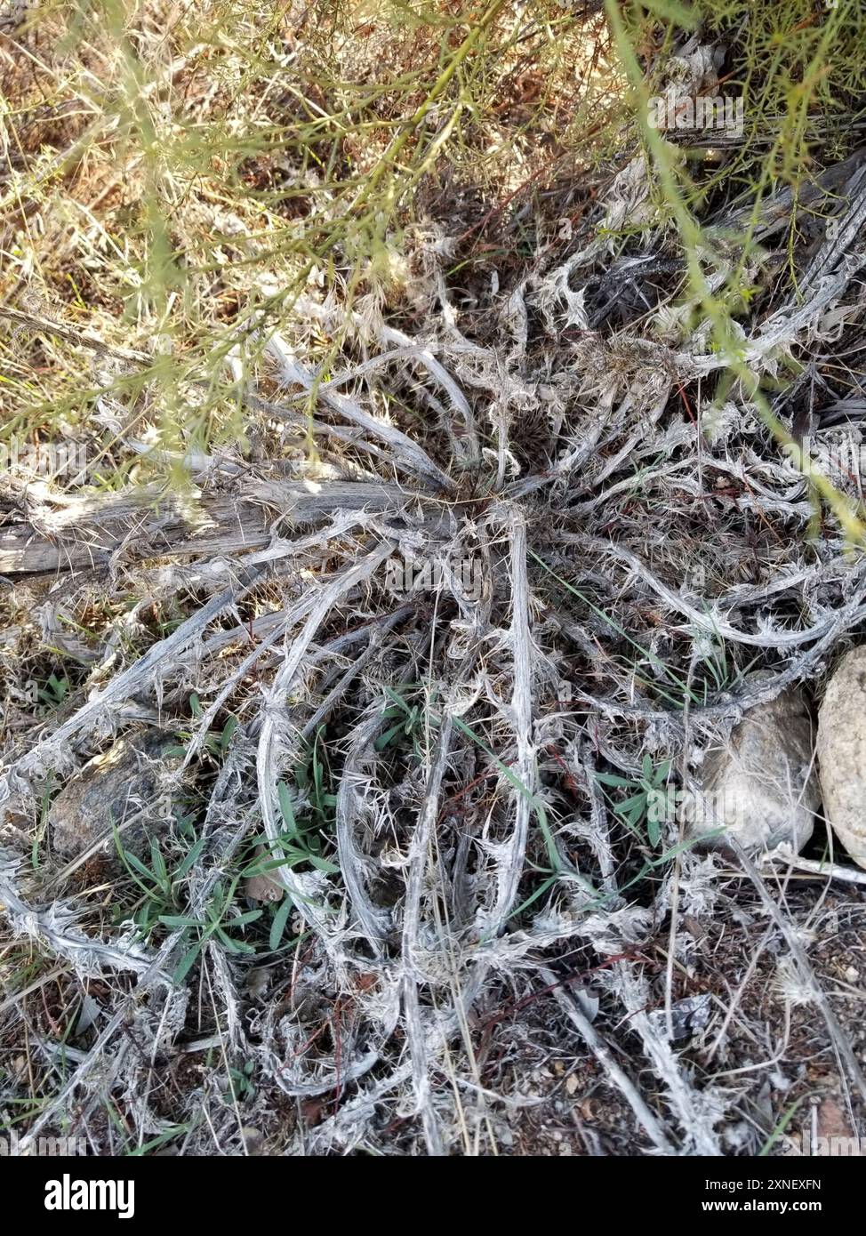 California thistle (Cirsium occidentale californicum) Plantae Stock ...
