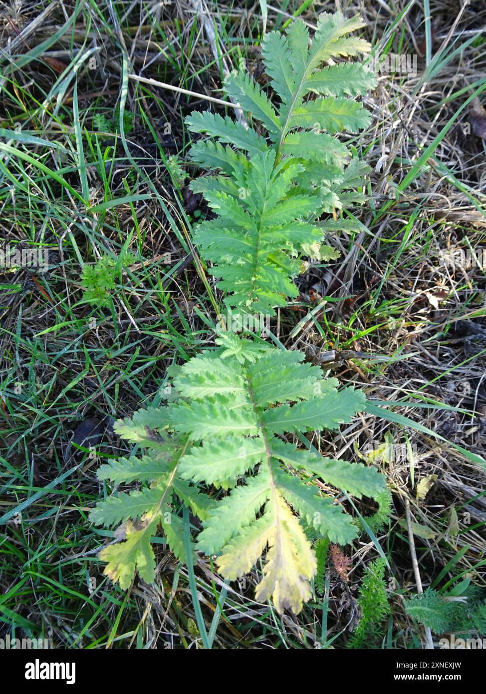 common silverweed (Argentina anserina) Plantae Stock Photo - Alamy