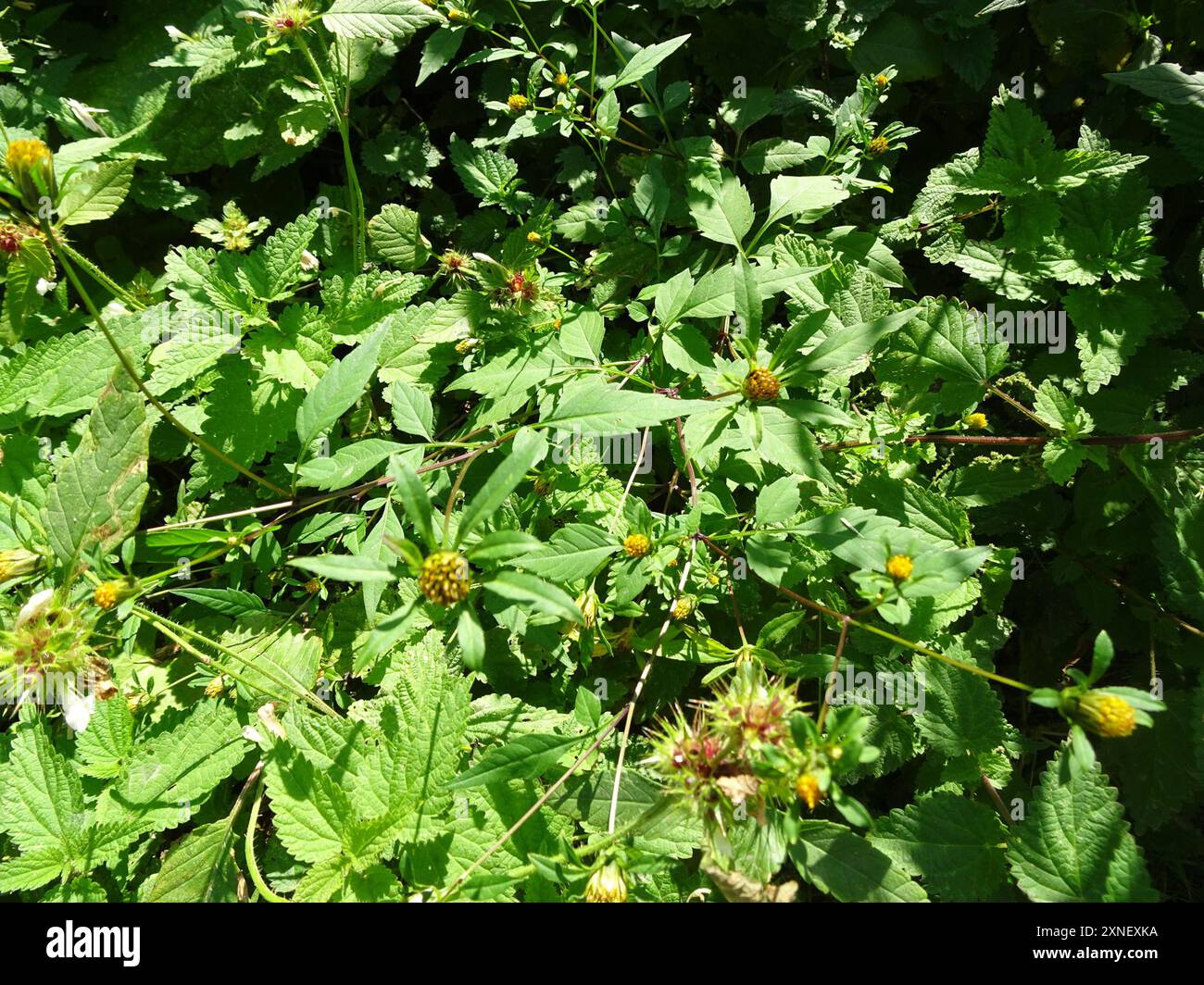 Devil's Beggarticks (Bidens frondosa) Plantae Stock Photo - Alamy