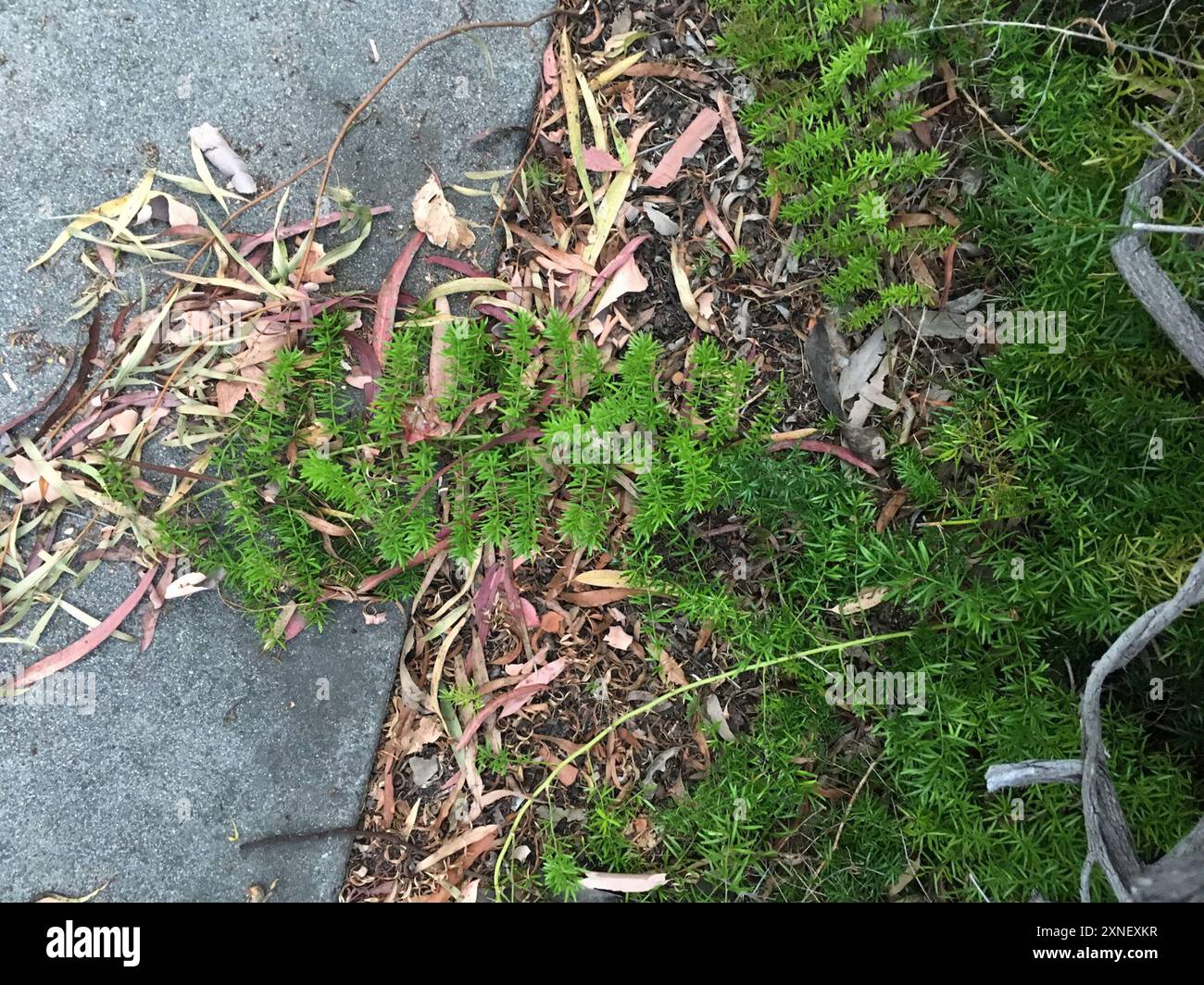 African Asparagus (Asparagus aethiopicus) Plantae Stock Photo - Alamy