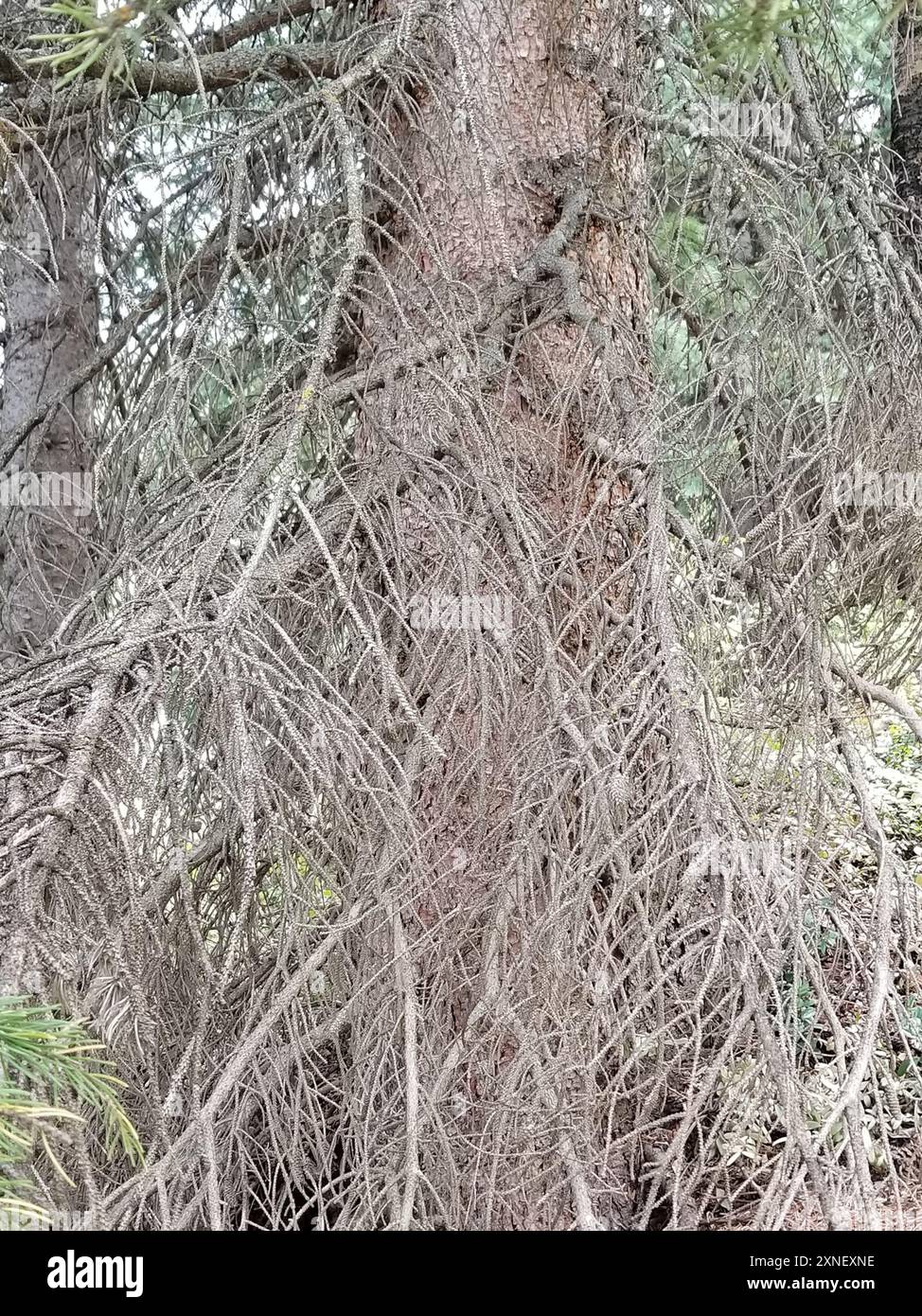 pines, spruces, larches, and allies (Pinoideae) Plantae Stock Photo - Alamy