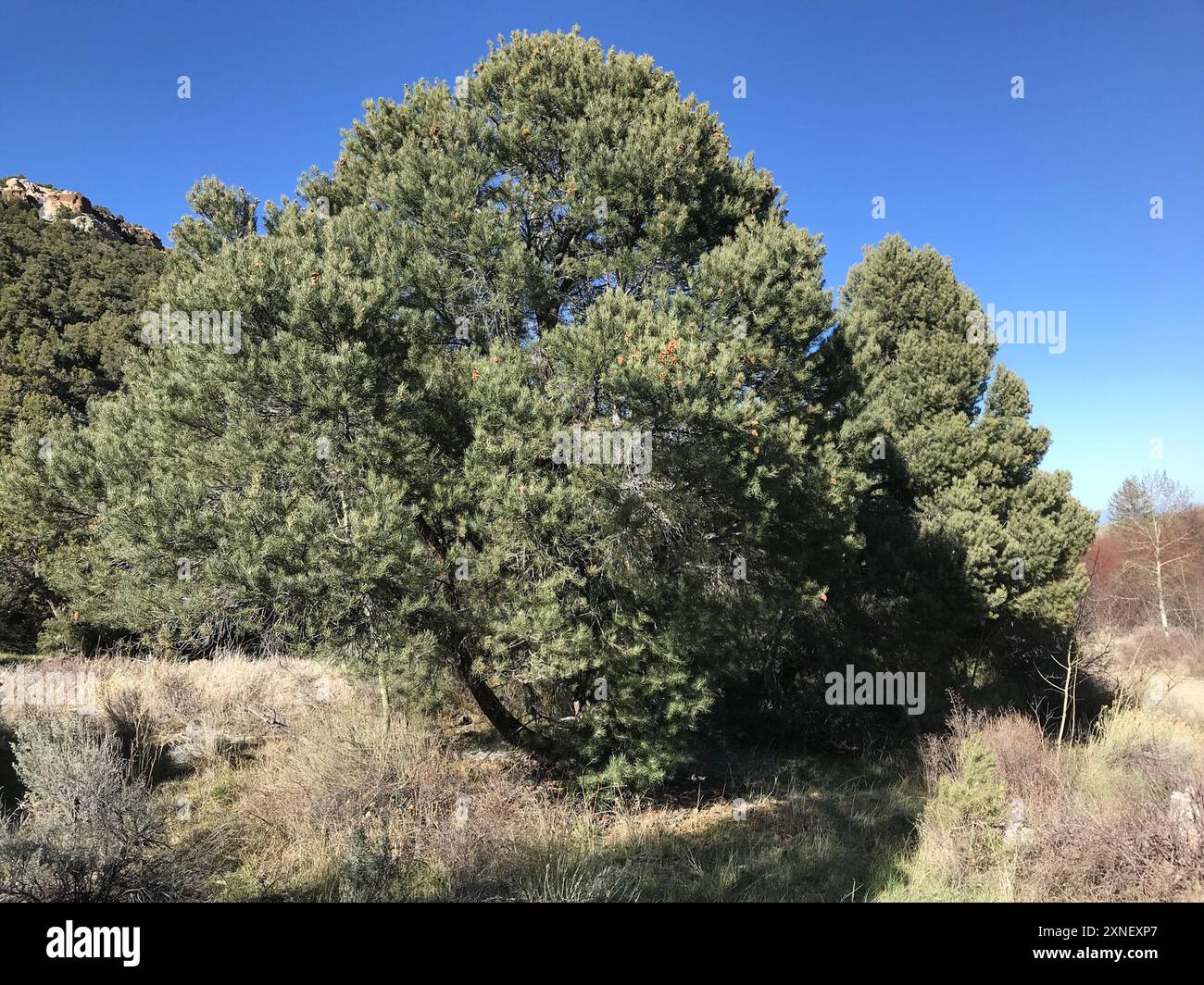 singleleaf pinyon (Pinus monophylla) Plantae Stock Photo - Alamy