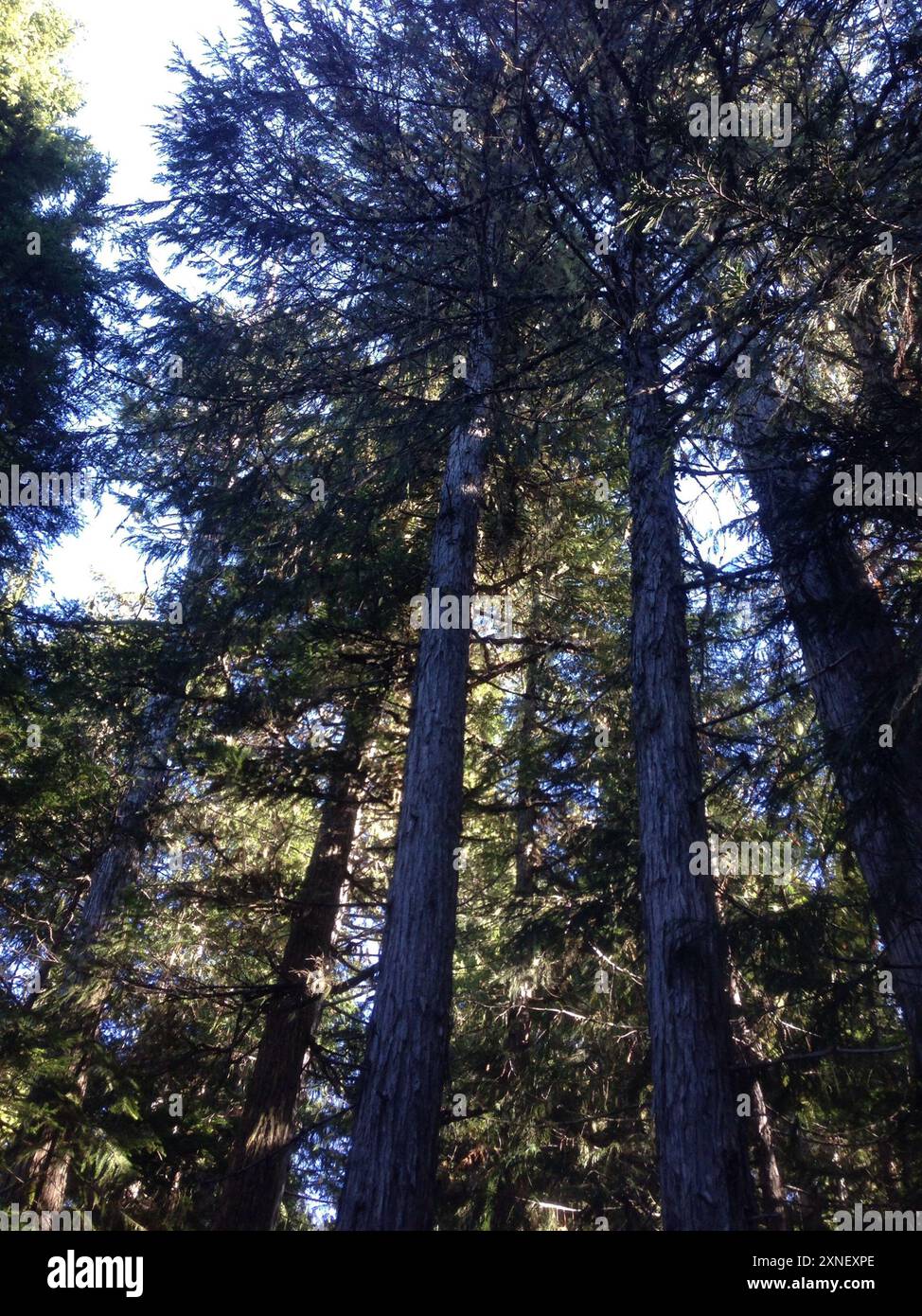 Alaska yellow cedar (Callitropsis nootkatensis) Plantae Stock Photo - Alamy