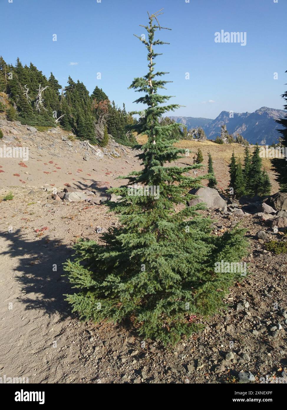 mountain hemlock (Tsuga mertensiana) Plantae Stock Photo - Alamy