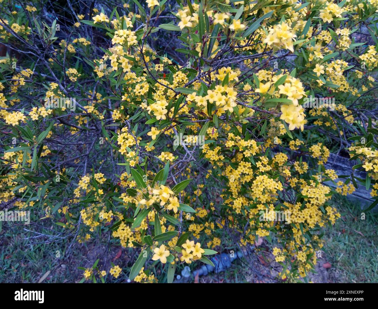 Water gum hi-res stock photography and images - Alamy
