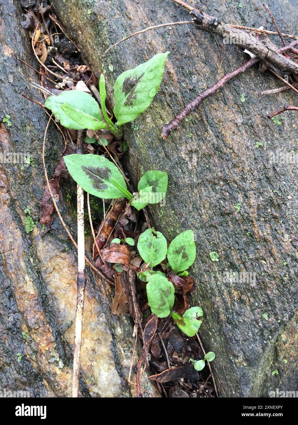 American jumpseed (Persicaria virginiana) Plantae Stock Photo - Alamy