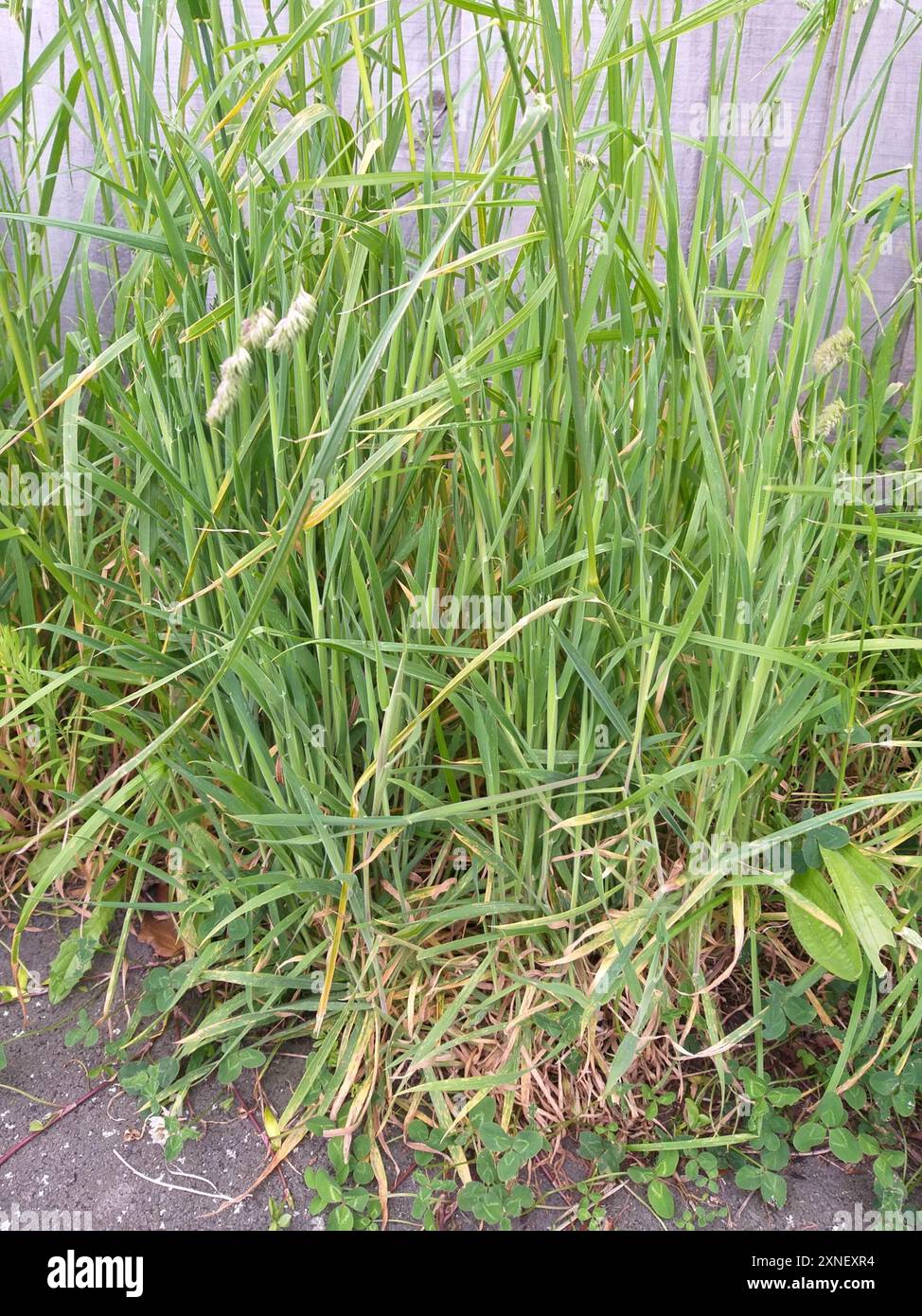 Yorkshire fog (Holcus lanatus) Plantae Stock Photo - Alamy