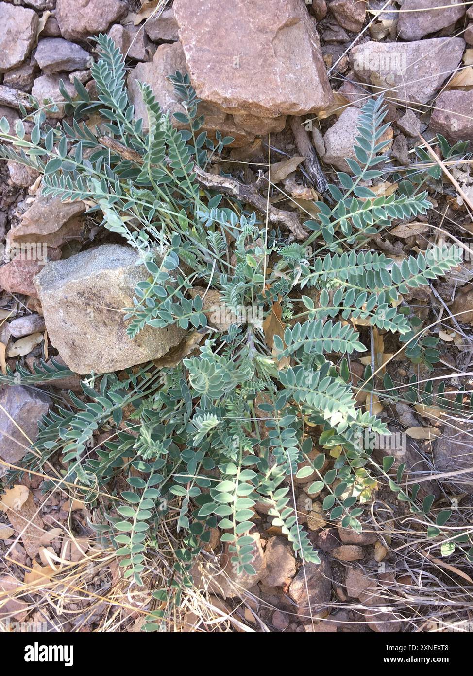 Woolly Locoweed (Astragalus mollissimus) Plantae Stock Photo - Alamy