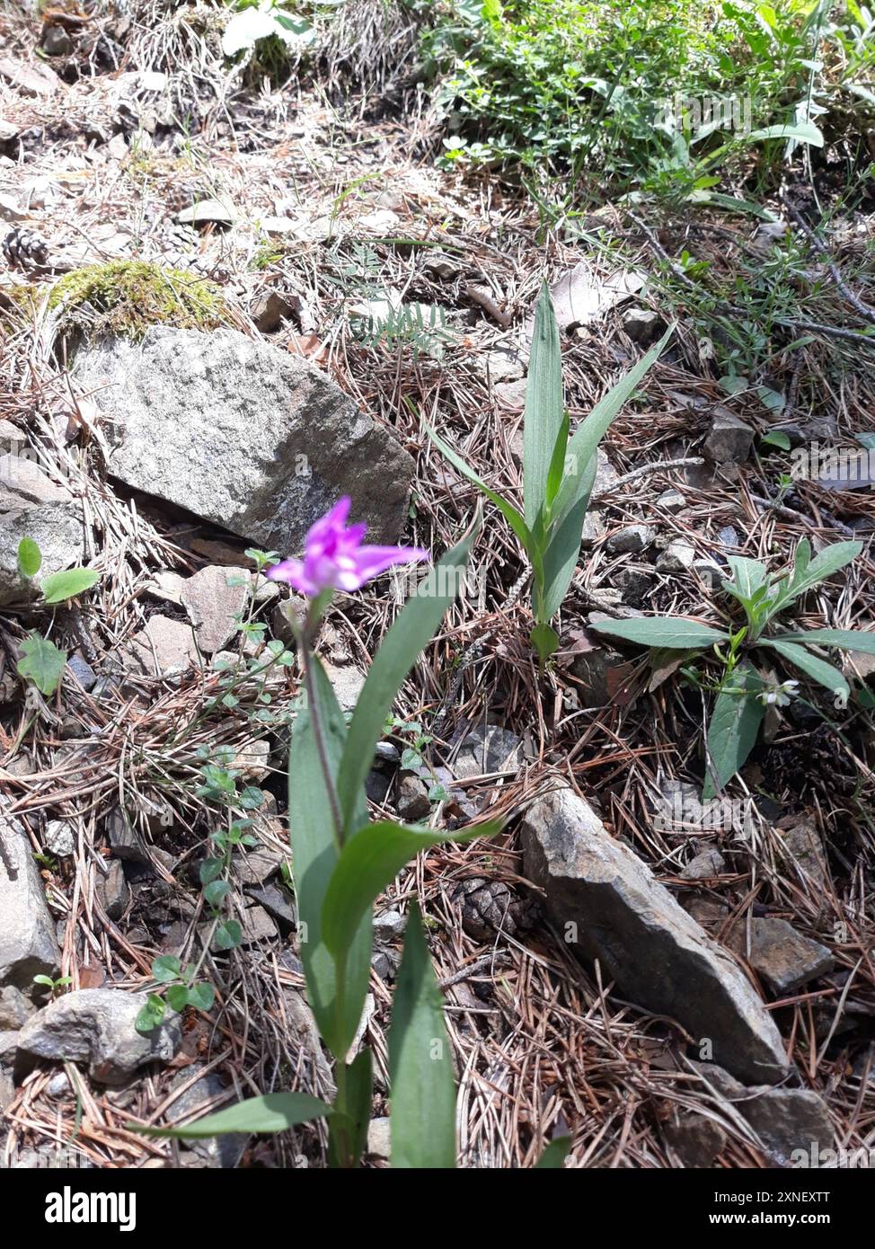 Red Helleborine (Cephalanthera rubra) Plantae Stock Photo - Alamy