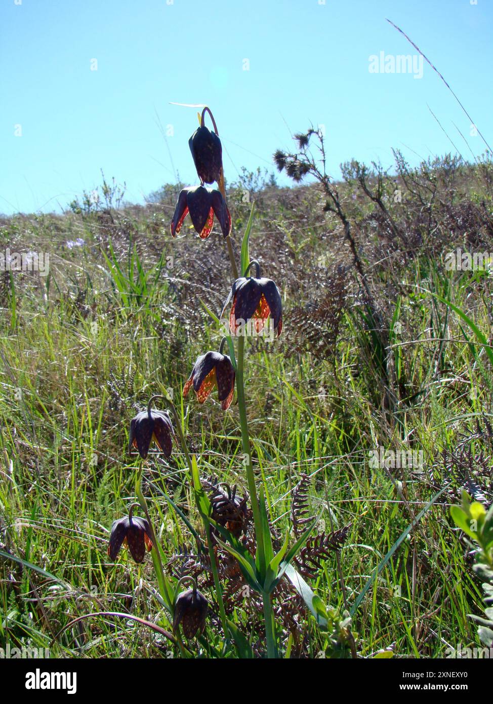 checker lily (Fritillaria affinis) Plantae Stock Photo - Alamy