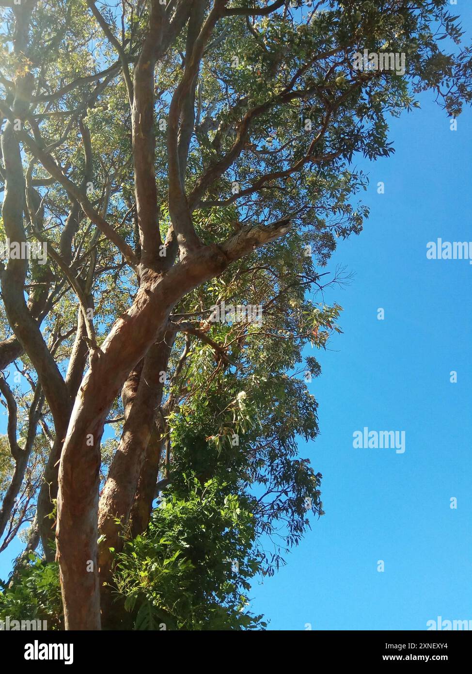 Smooth-barked apple (Angophora costata) Plantae Stock Photo - Alamy