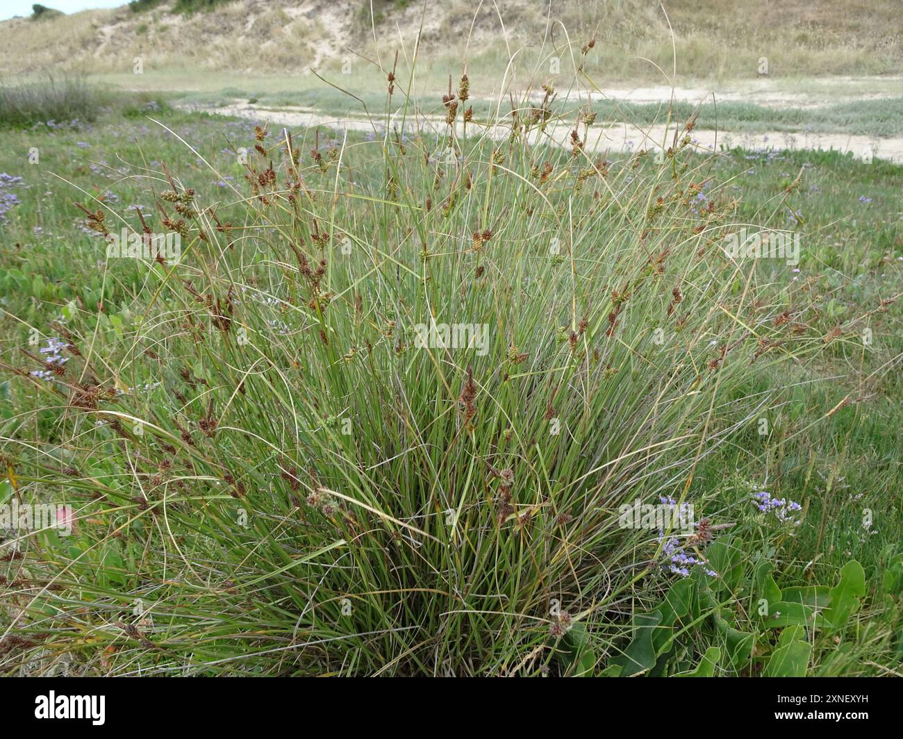 Long-bracted Sedge (Carex extensa) Plantae Stock Photo - Alamy
