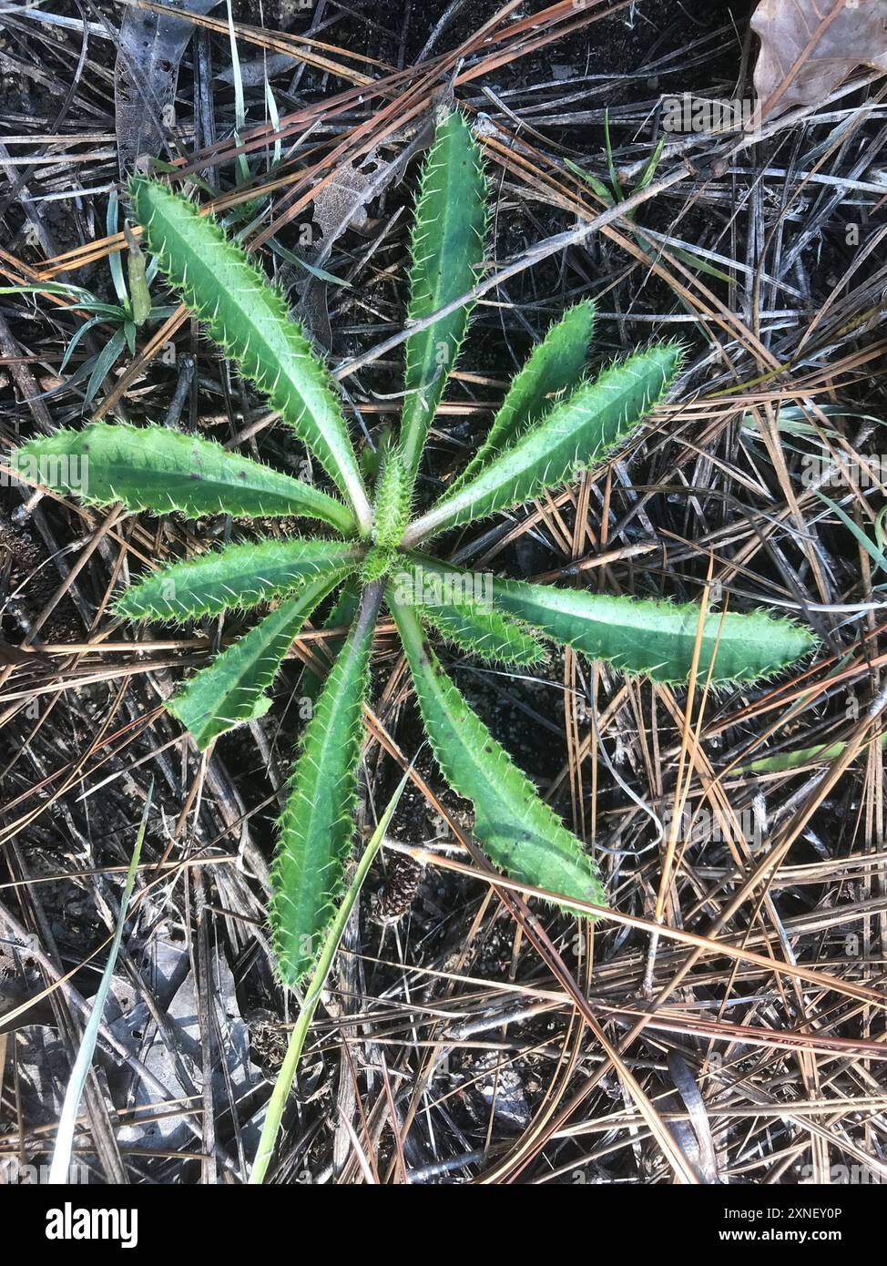 sandhill thistle (Cirsium repandum) Plantae Stock Photo - Alamy