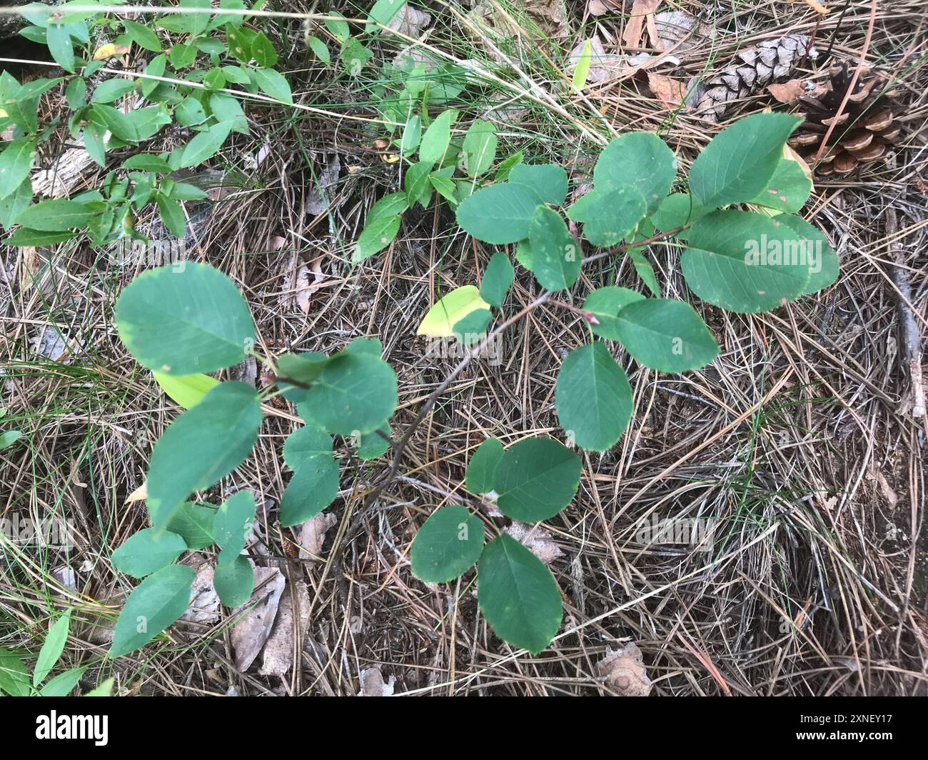 Running Serviceberry (Amelanchier stolonifera) Plantae Stock Photo - Alamy