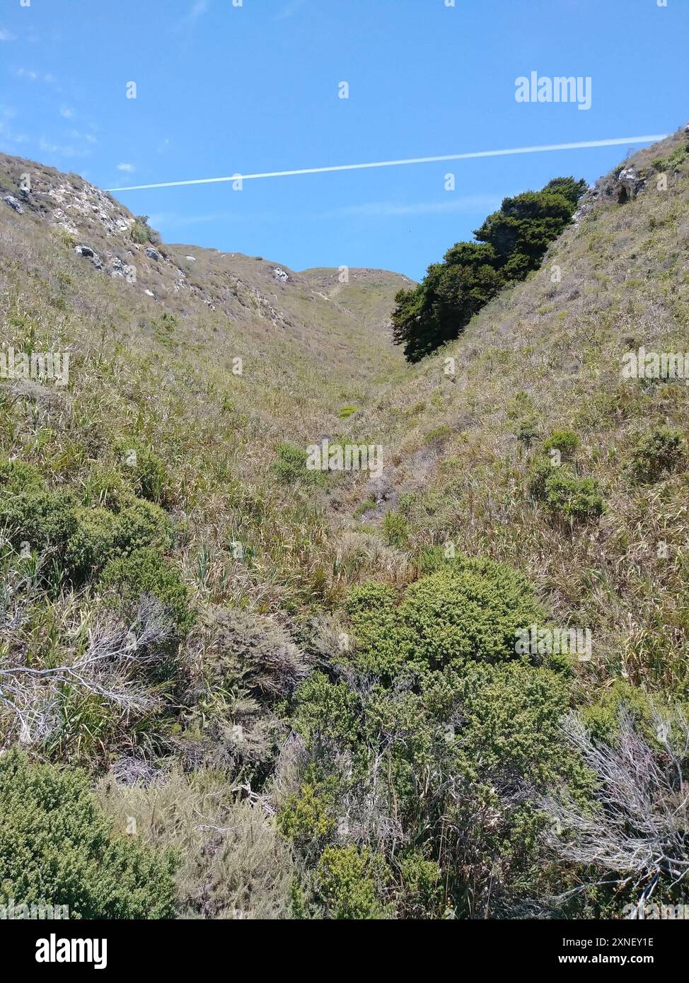 giant wild rye (Leymus condensatus) Plantae Stock Photo - Alamy