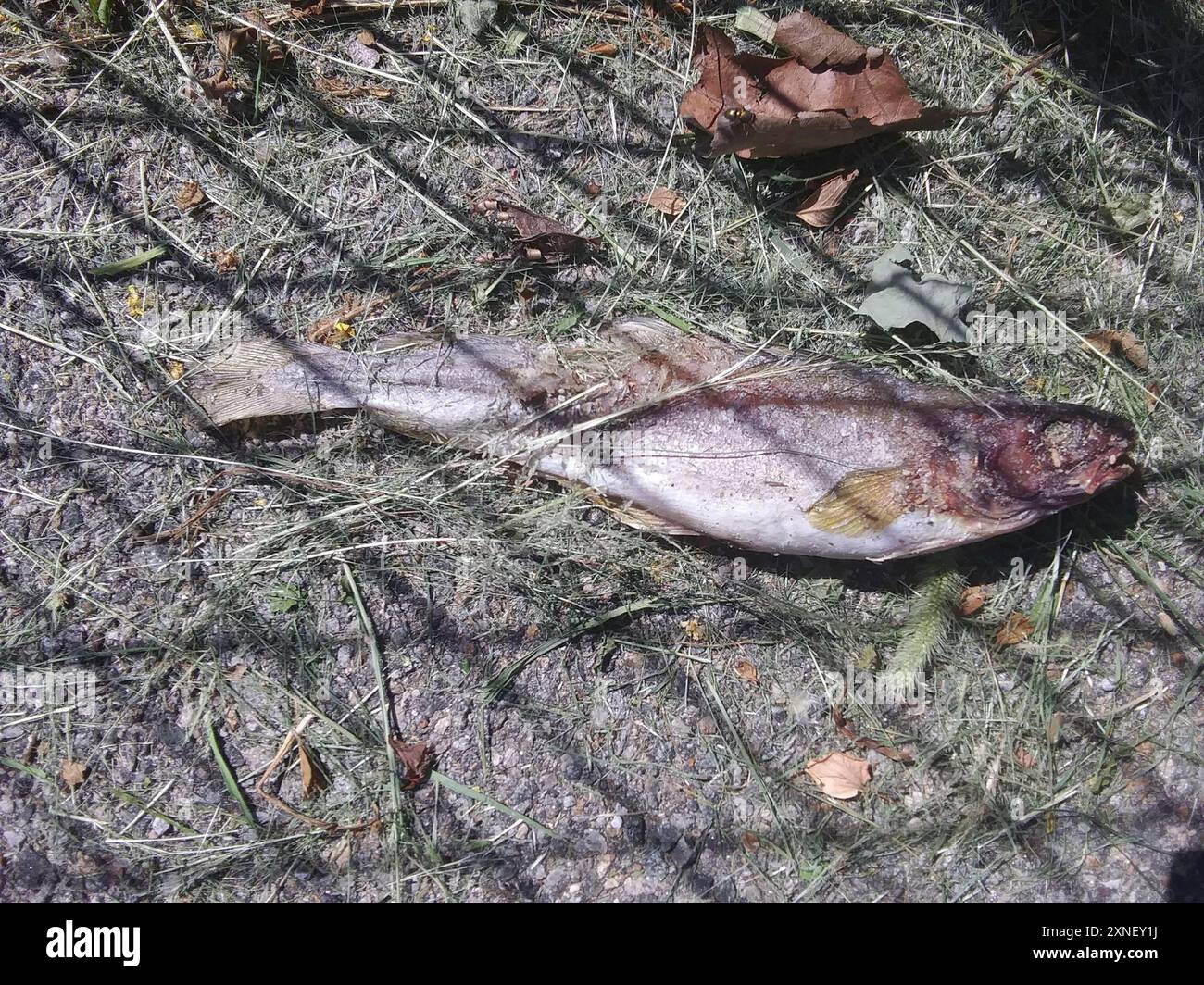 Cods and hakes (Gadiformes) Actinopterygii Stock Photo - Alamy