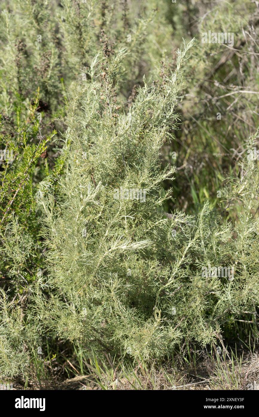 California sagebrush (Artemisia californica) Plantae Stock Photo - Alamy