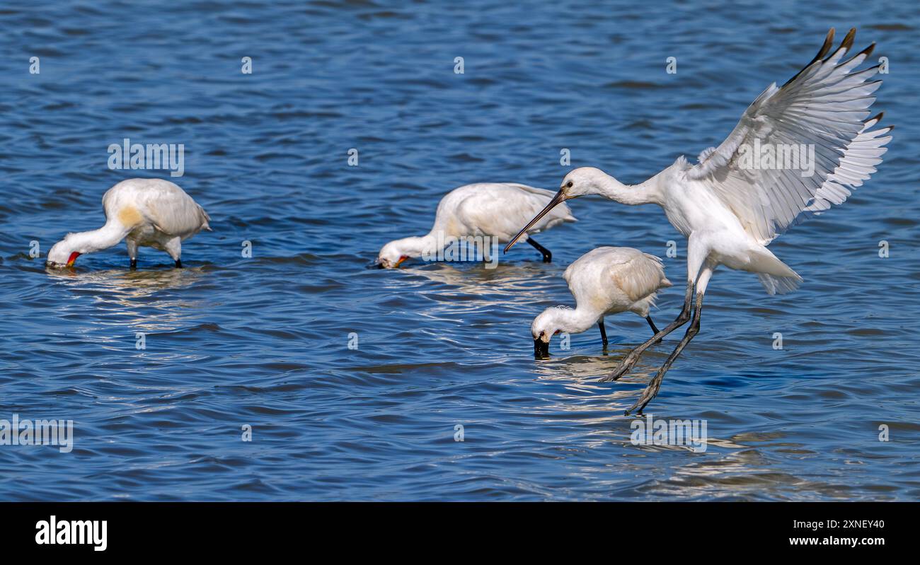 Flock of Eurasian spoonbills / common spoonbill (Platalea leucorodia ...