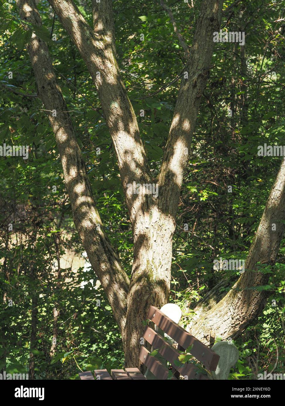 Chinese chestnut (Castanea mollissima) Plantae Stock Photo - Alamy