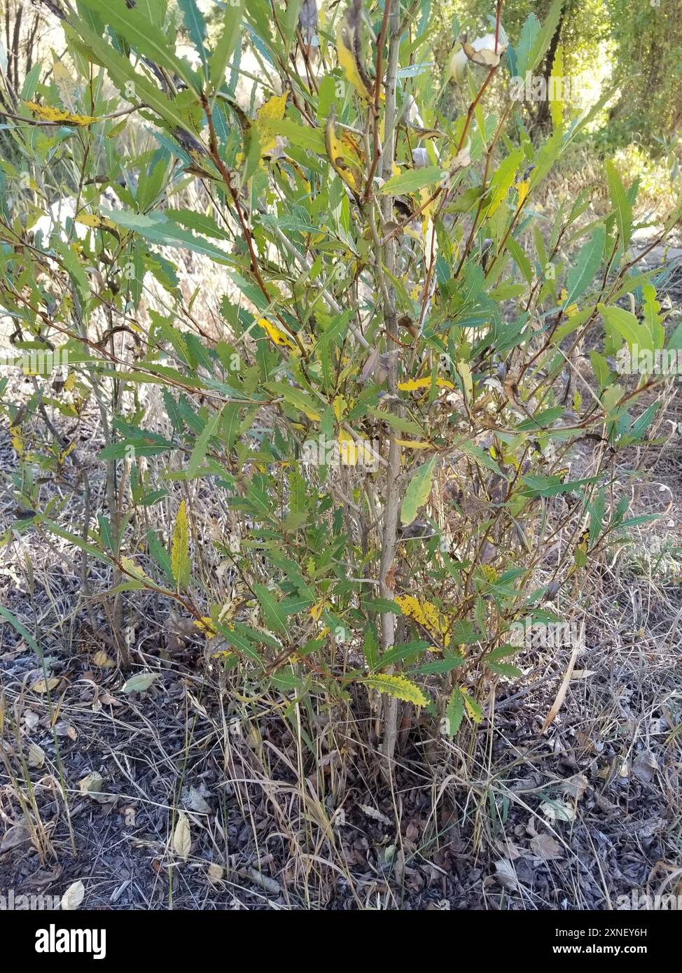 red willow (Salix laevigata) Plantae Stock Photo - Alamy