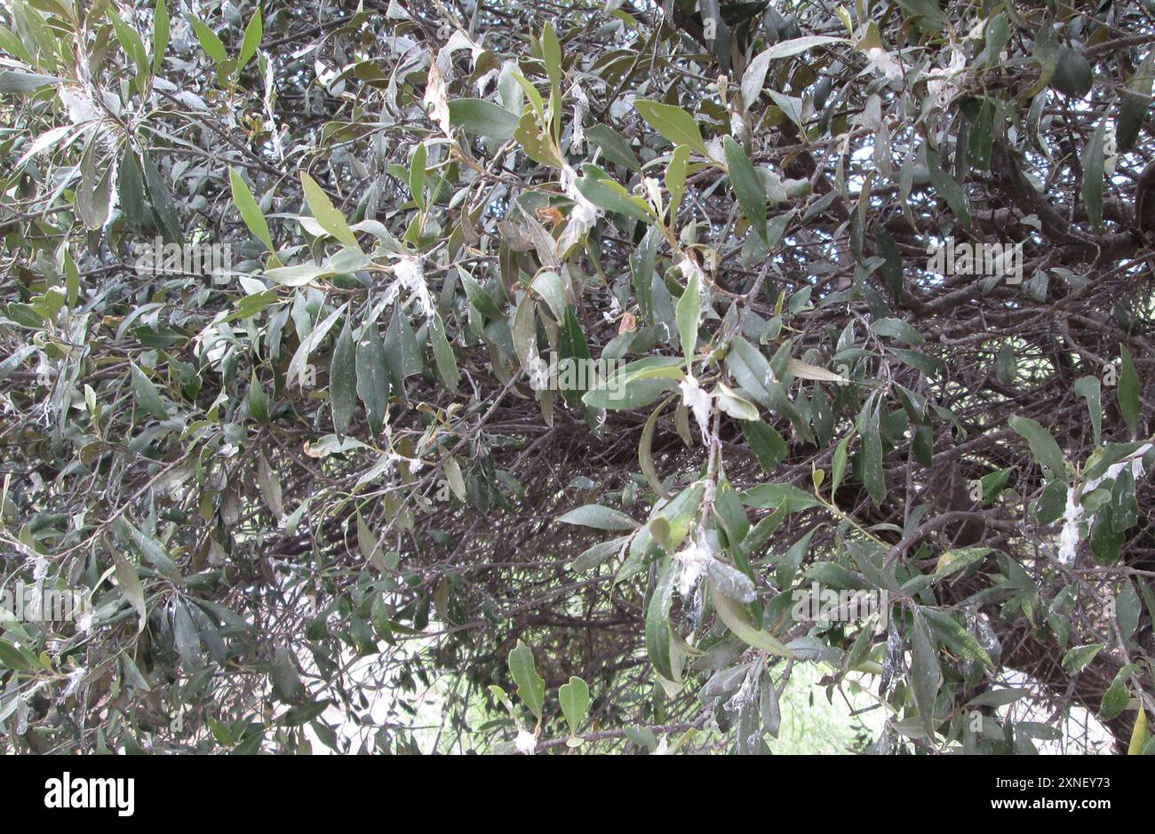 African olive (Olea europaea cuspidata) Plantae Stock Photo - Alamy