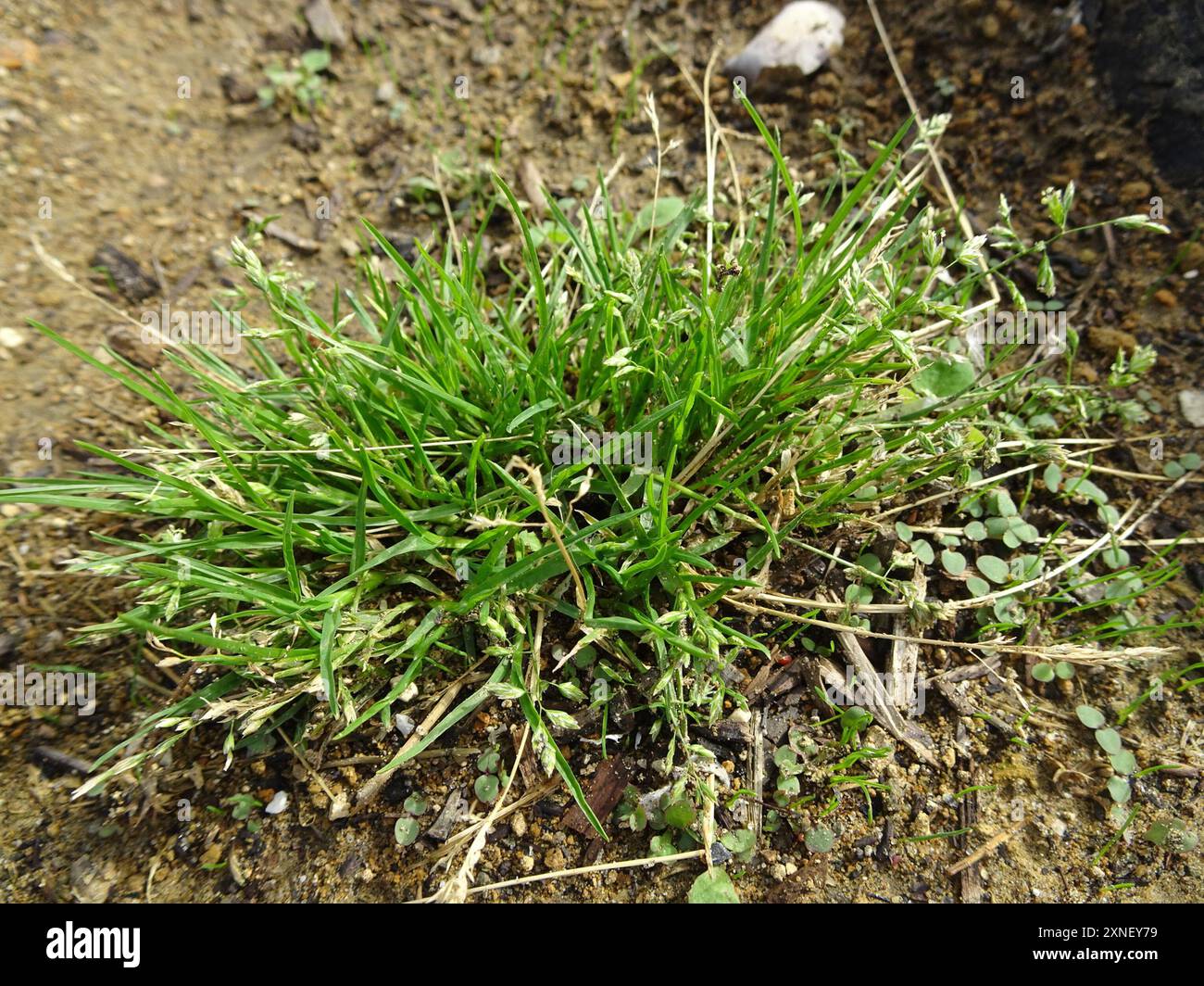 Annual Meadow-grass (Poa annua) Plantae Stock Photo - Alamy