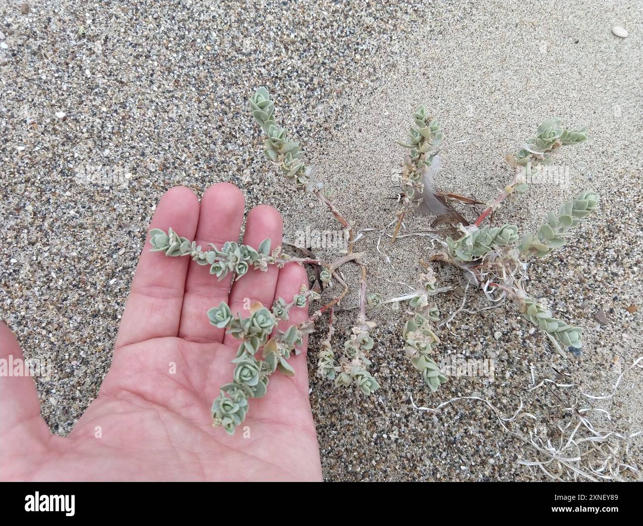 beach saltbush (Atriplex leucophylla) Plantae Stock Photo - Alamy