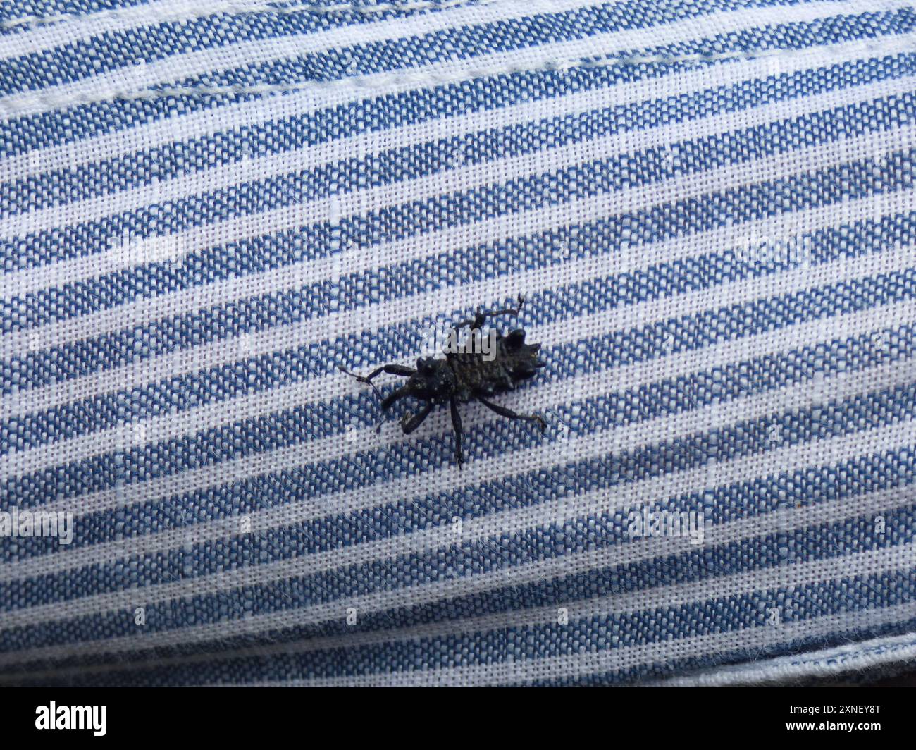 True Weevils (Curculionidae) Insecta Stock Photo - Alamy