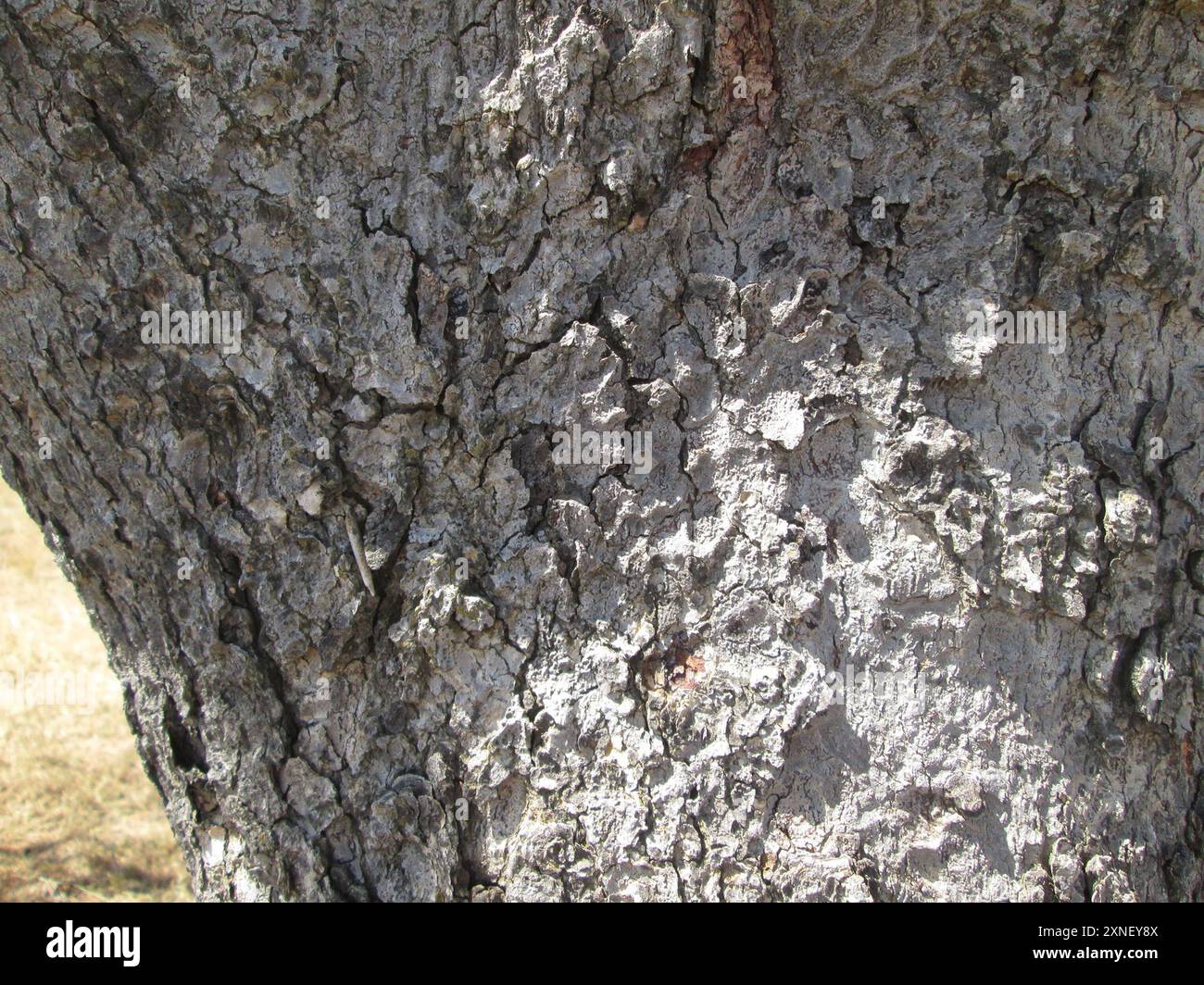 wild syringa (Burkea africana) Plantae Stock Photo - Alamy